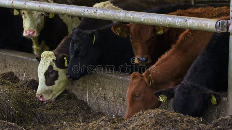 Cows in a Stable Setting Eating Hay. Slow Motion Stock Video - Video of ...