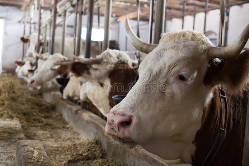Cows in stable stock image. Image of indoor, ranch, husbandry - 145177679