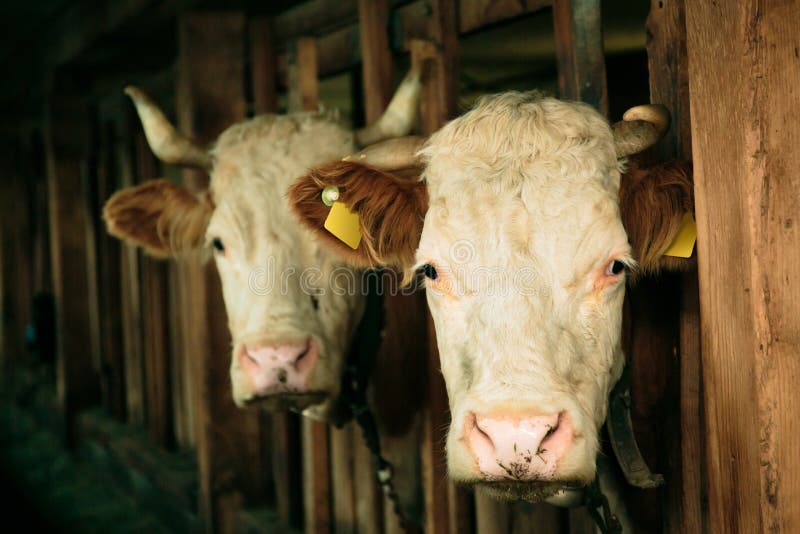 Cows in Stable stock image. Image of indoors, dairy, europe - 98019291