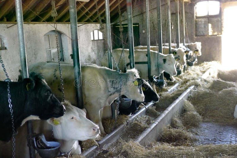 Dairy cows in stables stock image. Image of farmer, rearing - 115092221