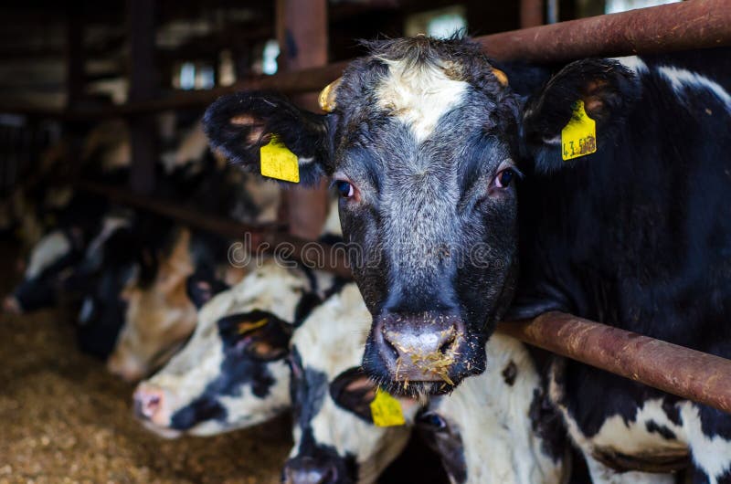 Cows in a Stall Barn. Cow on Dairy Farm Eating Hay Editorial Stock ...