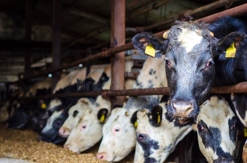 Cows in a Stall Barn. Cow on Dairy Farm Eating Hay Stock Image - Image ...