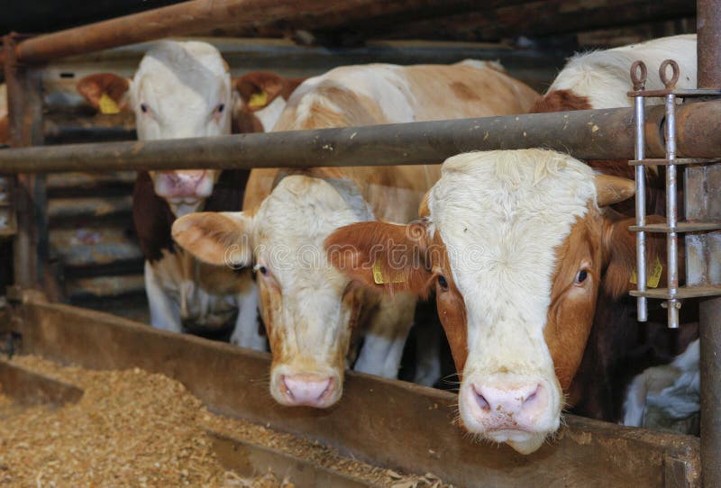 Cows in a stall stock photo. Image of agriculture, milk - 65862496