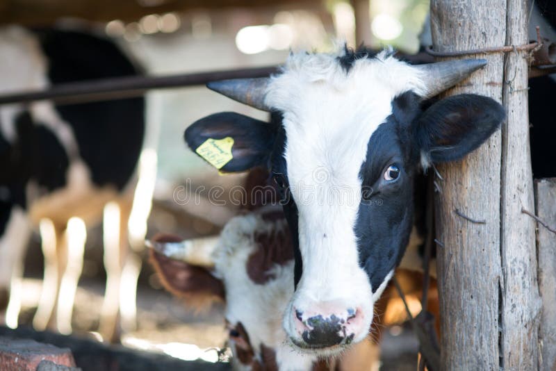 Cows stand in a farm stock photo. Image of industry - 139940416