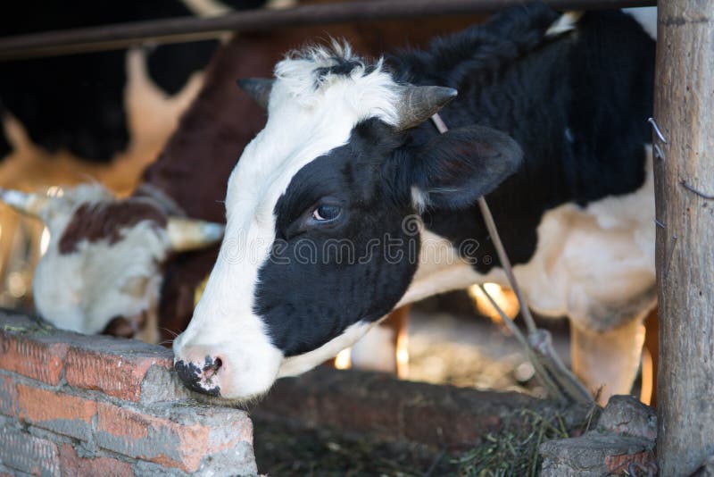 Cows stand in a farm stock photo. Image of farmland - 139940686