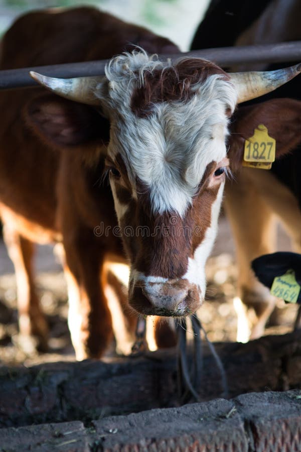 Cows stand in a farm stock image. Image of dairy, rural - 139940755