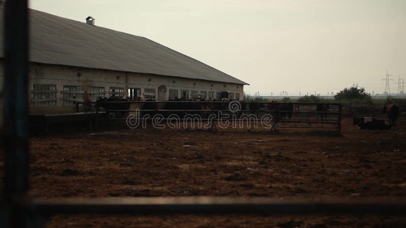 Cows Stand in an Open Paddock on a Dairy Farm Stock Footage - Video of ...
