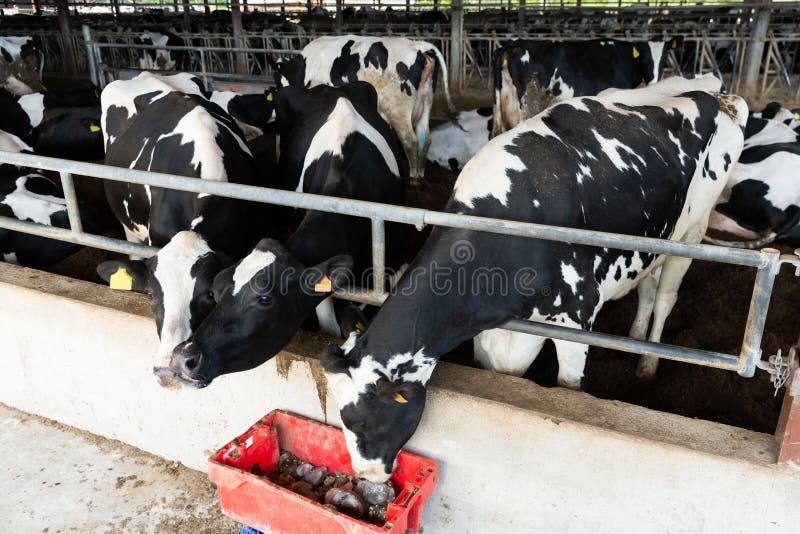 Cows Standing in Cowshed at Dairy Farm Stock Photo - Image of province ...