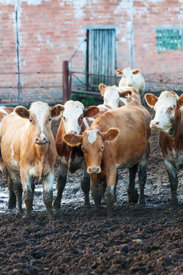 Cows Standing in the Dirt on a Cattle Farm. Stock Photo - Image of herd ...