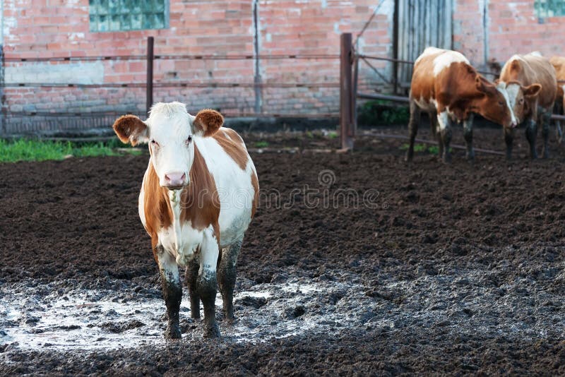 Cows Standing in the Dirt on a Cattle Farm. Stock Image - Image of ...