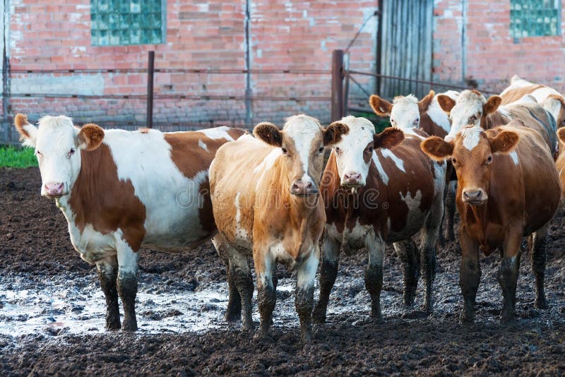 Cows Standing In The Dirt On A Cattle Farm. Stock Photo - Image of herd ...