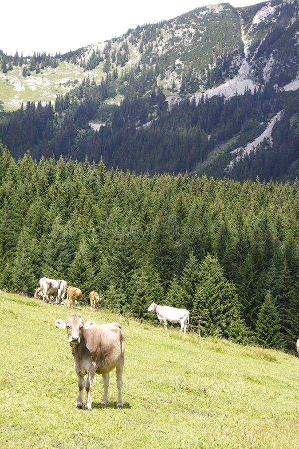 Cows Standing in Field Near Mountain in Tirol Stock Image - Image of ...