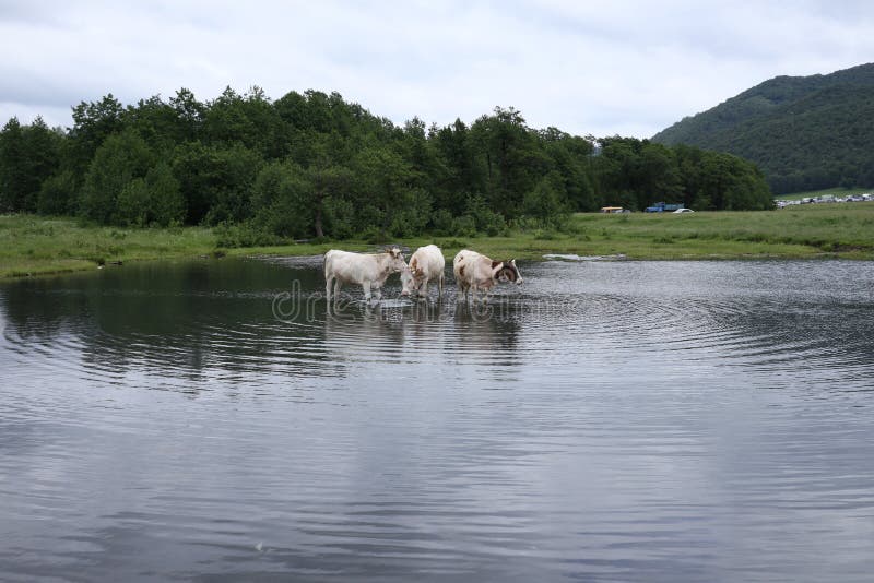 Cows standing in a pond stock photo. Image of tree, river - 264808106
