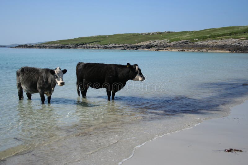 Cows on the sea shore stock photo. Image of clouds, lonely - 2988524
