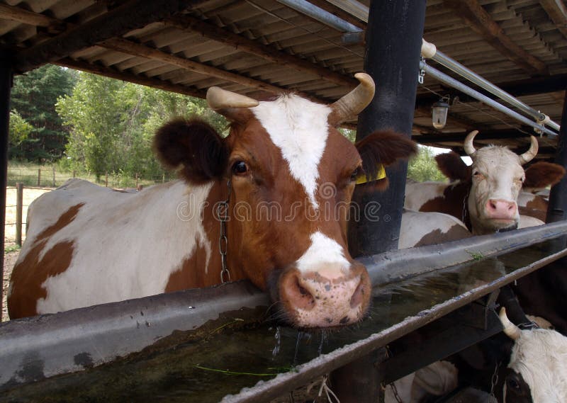 Cow in a stall stock image. Image of mammal, business - 33233537