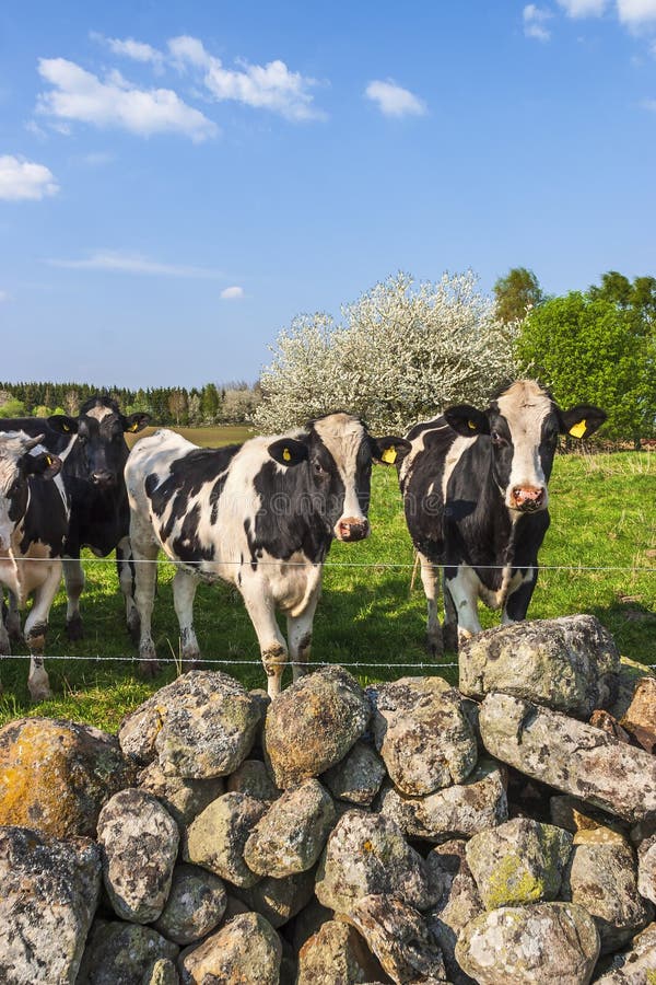 Cows Standing at a Stone Wall in a Beautiful Spring Landscape Stock ...