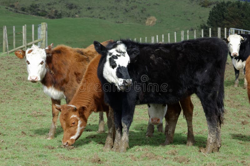 Cows Standing Together Looking Ahead Stock Photo - Image of sunlight ...