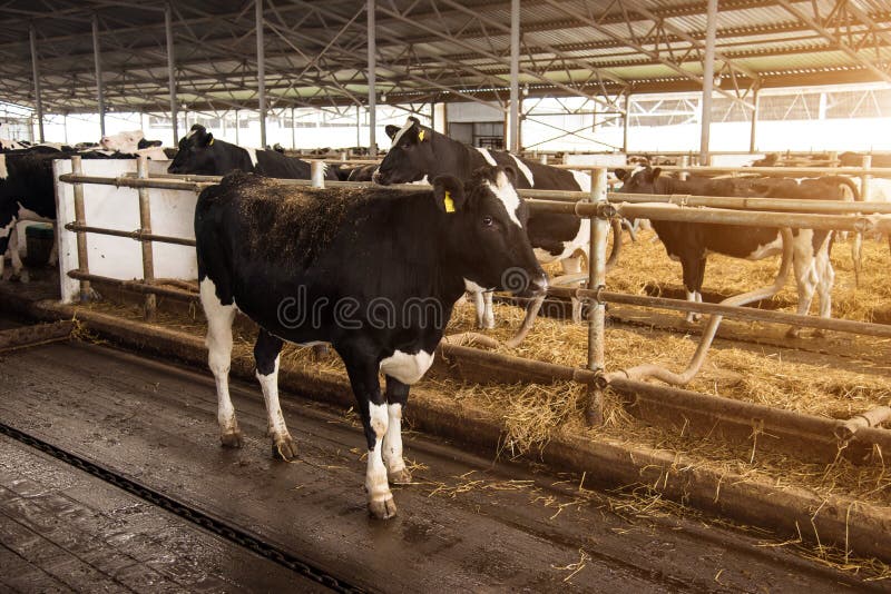 Cows Stands in a Stall and Eats a Grass Stock Photo - Image of fence ...