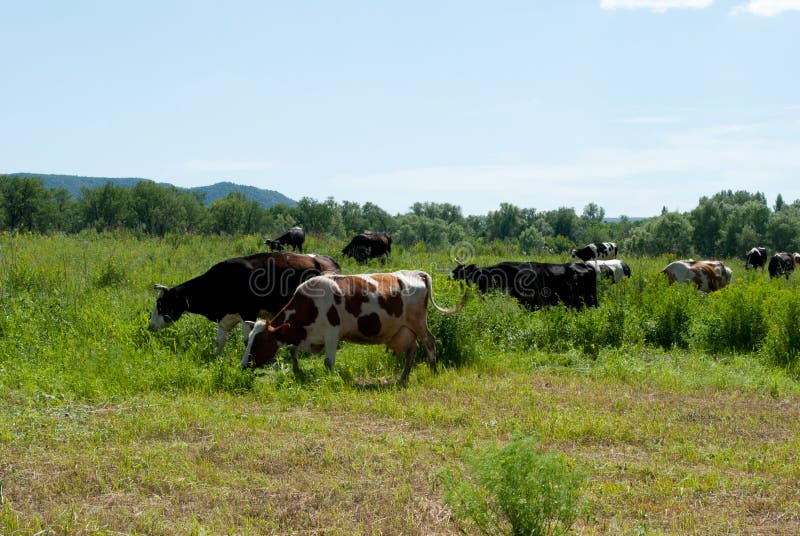 Cows in the summer day stock photo. Image of meadow, mountains - 55643190