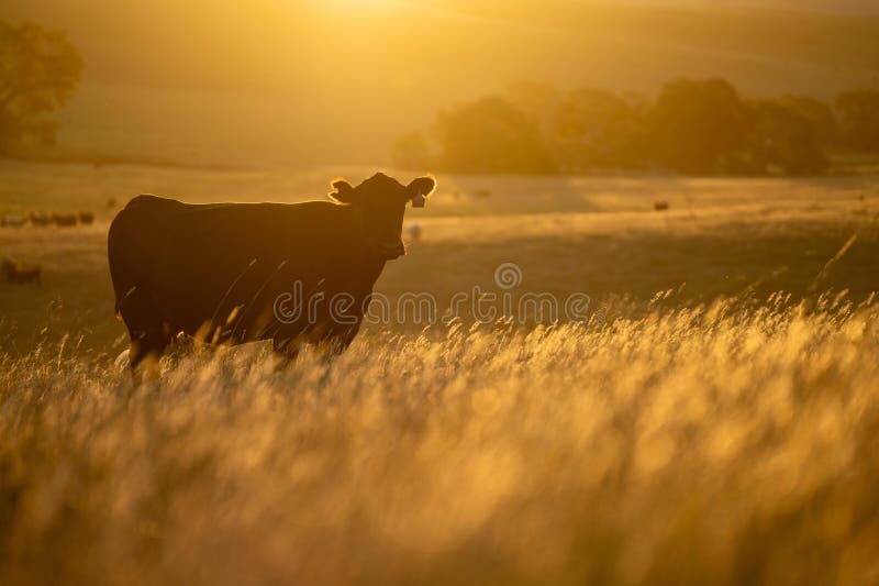 Cows in Summer on a Farm at Dusk Grazing in a Meadow Stock Photo ...