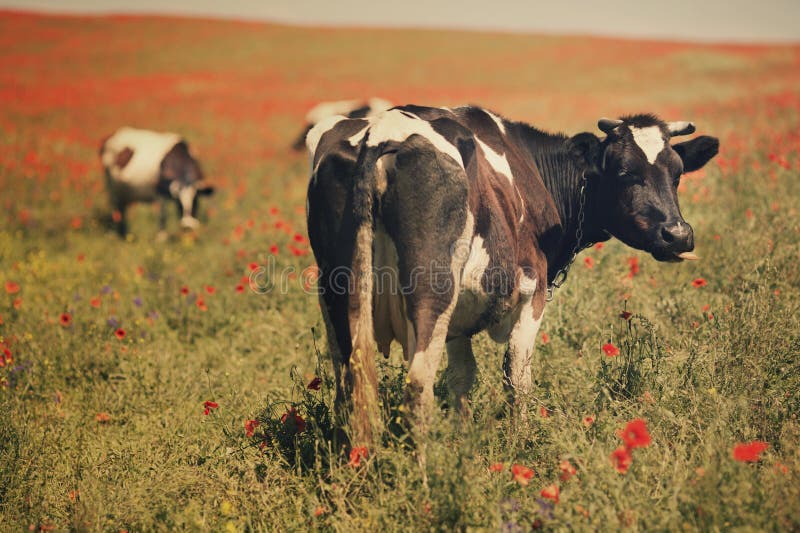 Cows in summer field stock image. Image of green, environment - 32106225