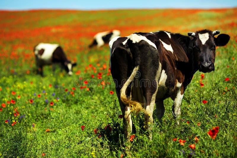 Cows in summer field stock photo. Image of holland, land - 32105730