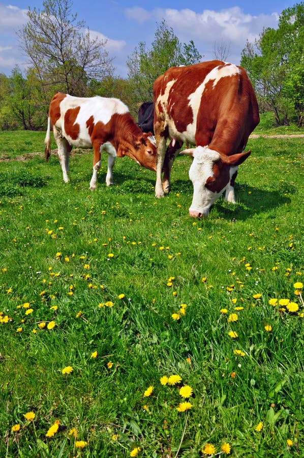 Cows on a summer pasture stock photo. Image of heifer - 19807900