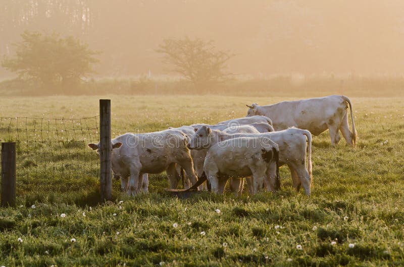 Grazing Cows on a Field stock photo. Image of agriculture - 44289024