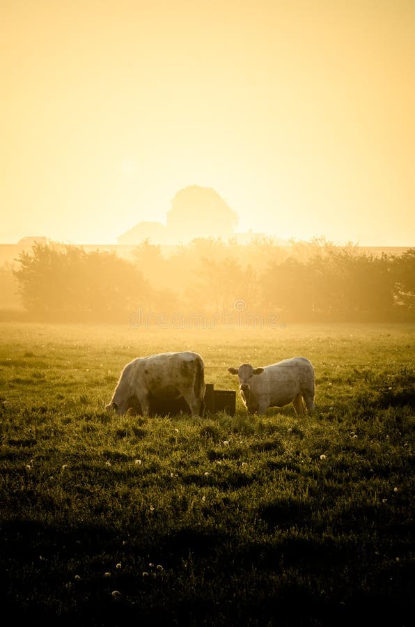 Grazing Cows on a Field stock photo. Image of agriculture - 44289024