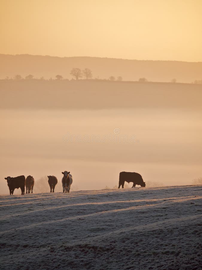 Cows at Sunrise stock image. Image of herd, frost, beautiful - 27451881