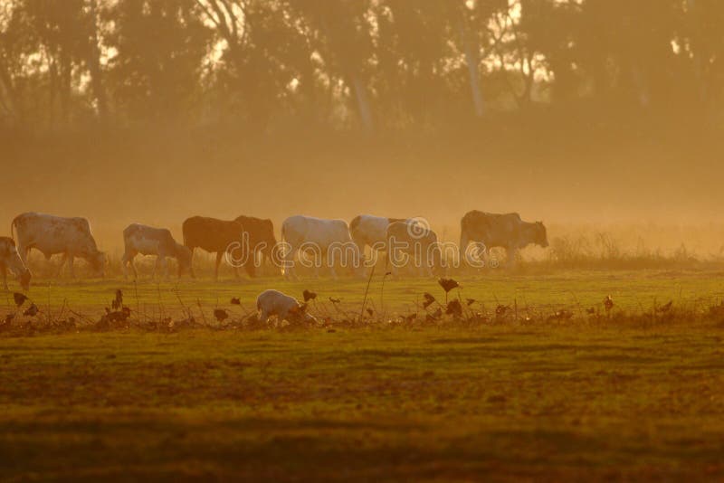 Cows and Sunset stock photo. Image of landscape, autumn - 62775266