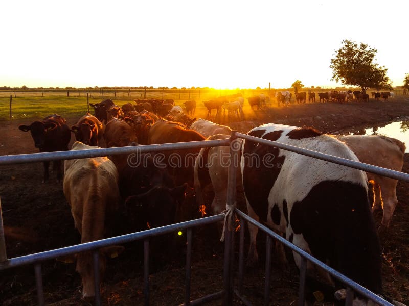 Cows at sunset on the farm stock photo. Image of domestic - 80433628