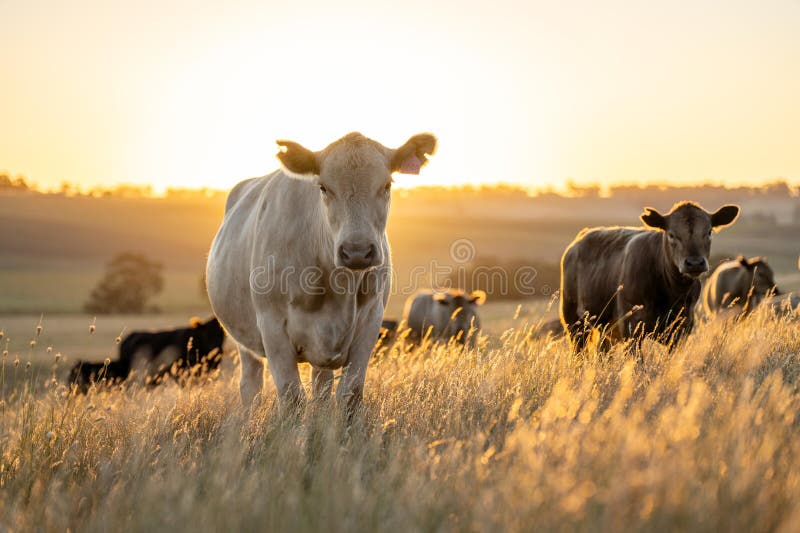 Cows at Sunset on a Farm in a Field in a Dry Summer Paddock Stock Image ...