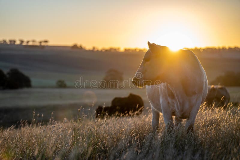 Cows at Sunset on a Farm in a Field in a Dry Summer Paddock Stock Image ...