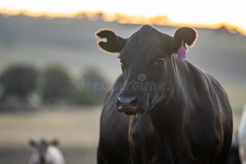 Cows at Sunset on a Farm in a Field in a Dry Summer Paddock Stock Image ...