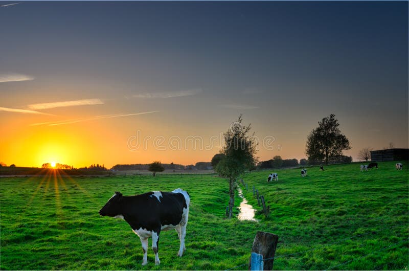 Cows in Sunset stock photo. Image of farmer, color, colour - 45844176