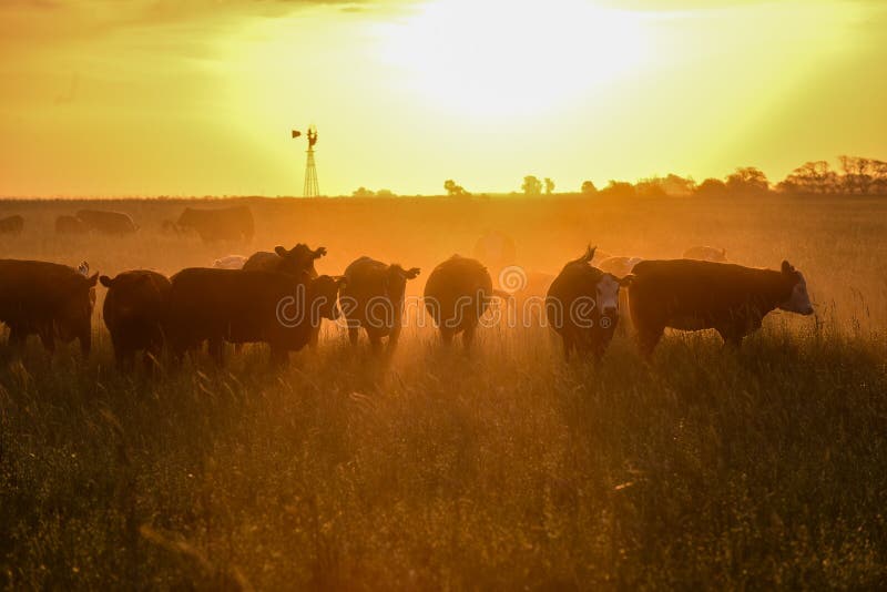 Cows at sunset stock image. Image of landscape, farmland - 215226471