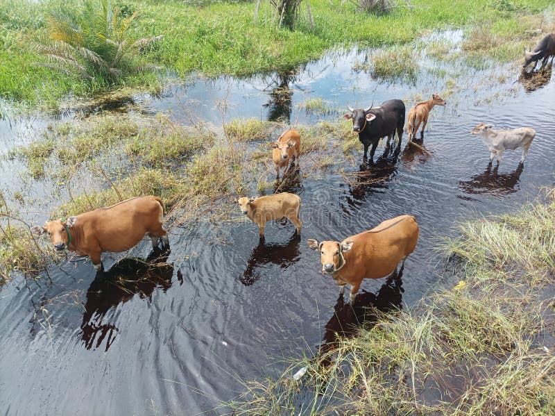 Cows in the swamp stock photo. Image of bovine, grass - 264032100