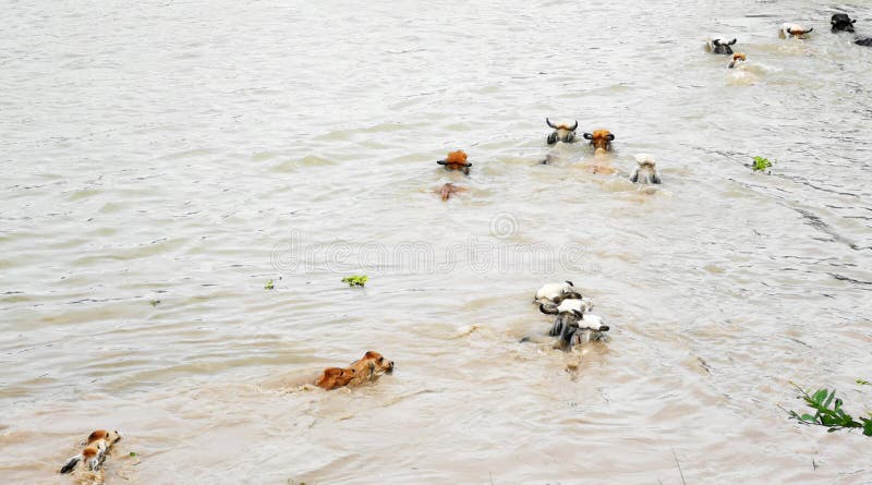 The Cows Swim Across the River. Mammal Stock Image - Image of grass ...