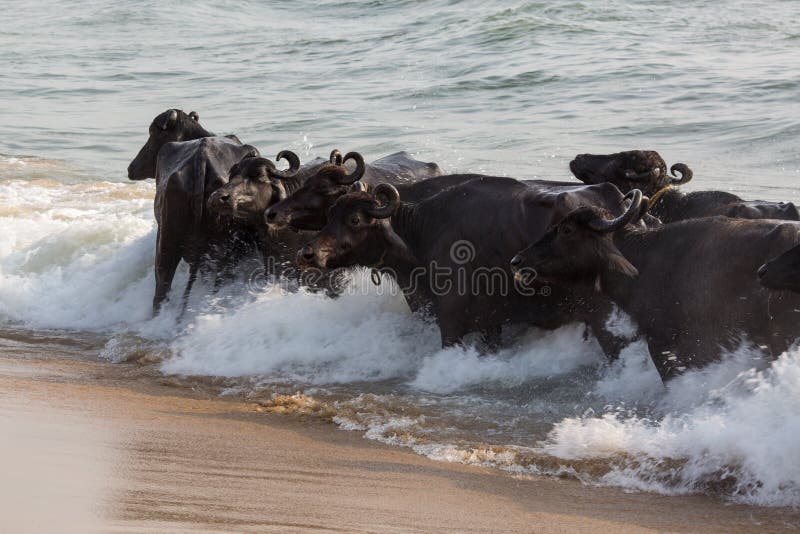 Bathing of a cows stock image. Image of beach, swimming - 31320907