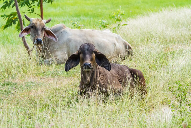 The Cows Take Turns Cooling Off in a Large Natural Pond on the Farm ...