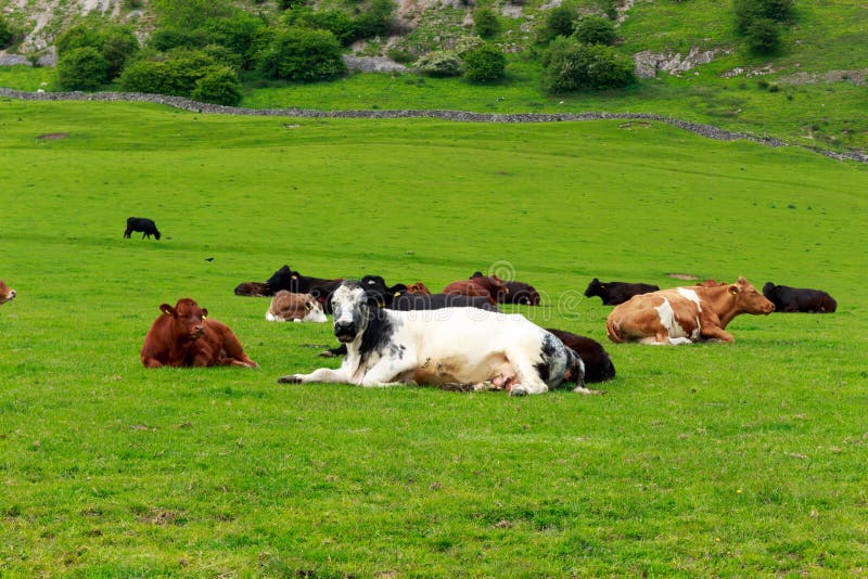 Cows stock photo. Image of cows, break, splendid, stunning - 64089698