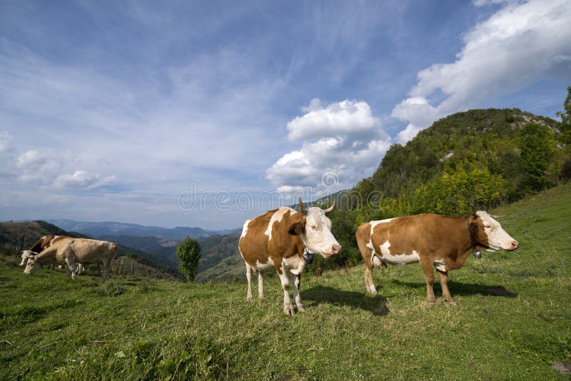 Cows Taking a Break on a Meadow Stock Image - Image of mountainous ...
