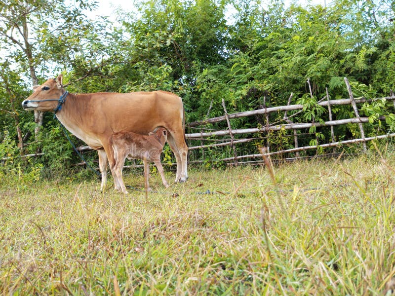 Cows with Their Calves that Live in the Wild.cows are Typical of the ...
