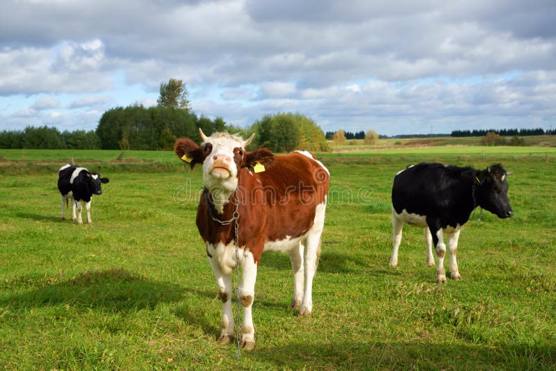 COWS: Three Cows Standing in a Slough Stock Photo - Image of dairy ...
