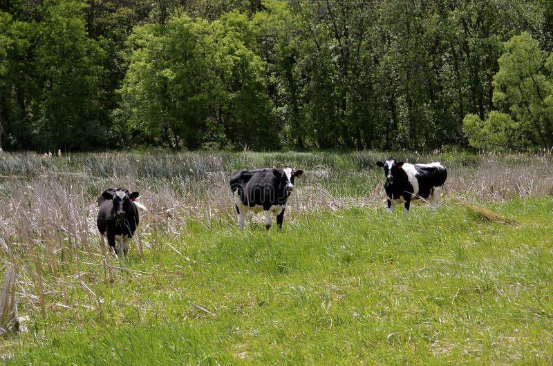Cows Three Cows Standing Slough Stock Photos - Free & Royalty-Free ...