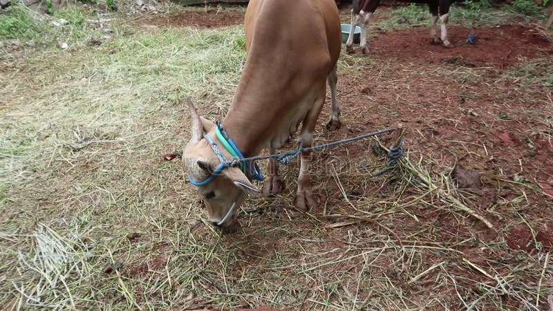 Cows Tied To Wooden Stake Using Rope Stock Video - Video of outdoor ...