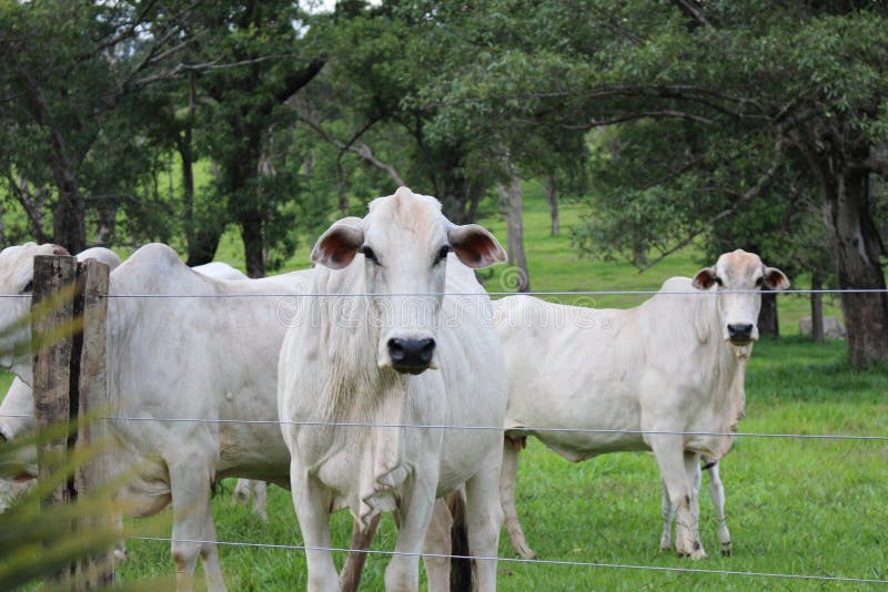 Cows Together Paying Attention Stock Photo - Image of landscape ...