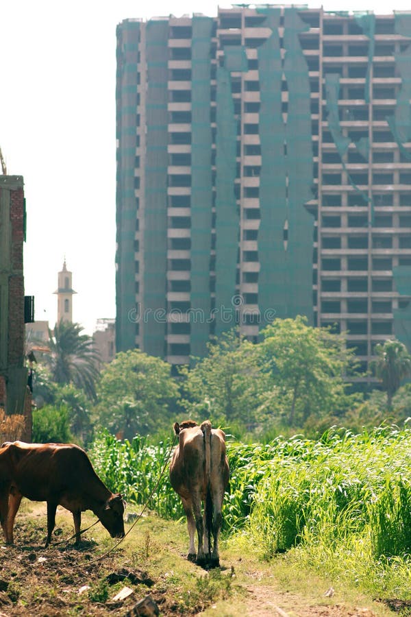 Cows and a tower stock photo. Image of animal, architecture - 58006308