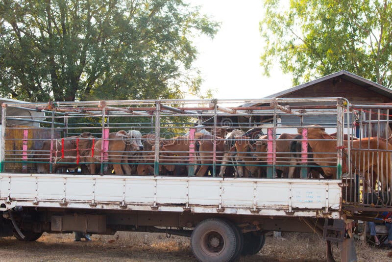 Cows transport in Thailand stock photo. Image of farming - 67271088